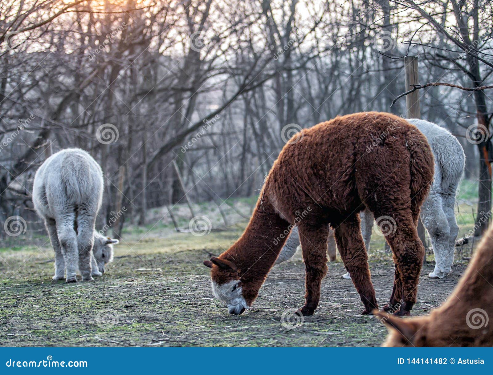 Alpaca walk in nature. stock photo. Image of alpacas - 144141482
