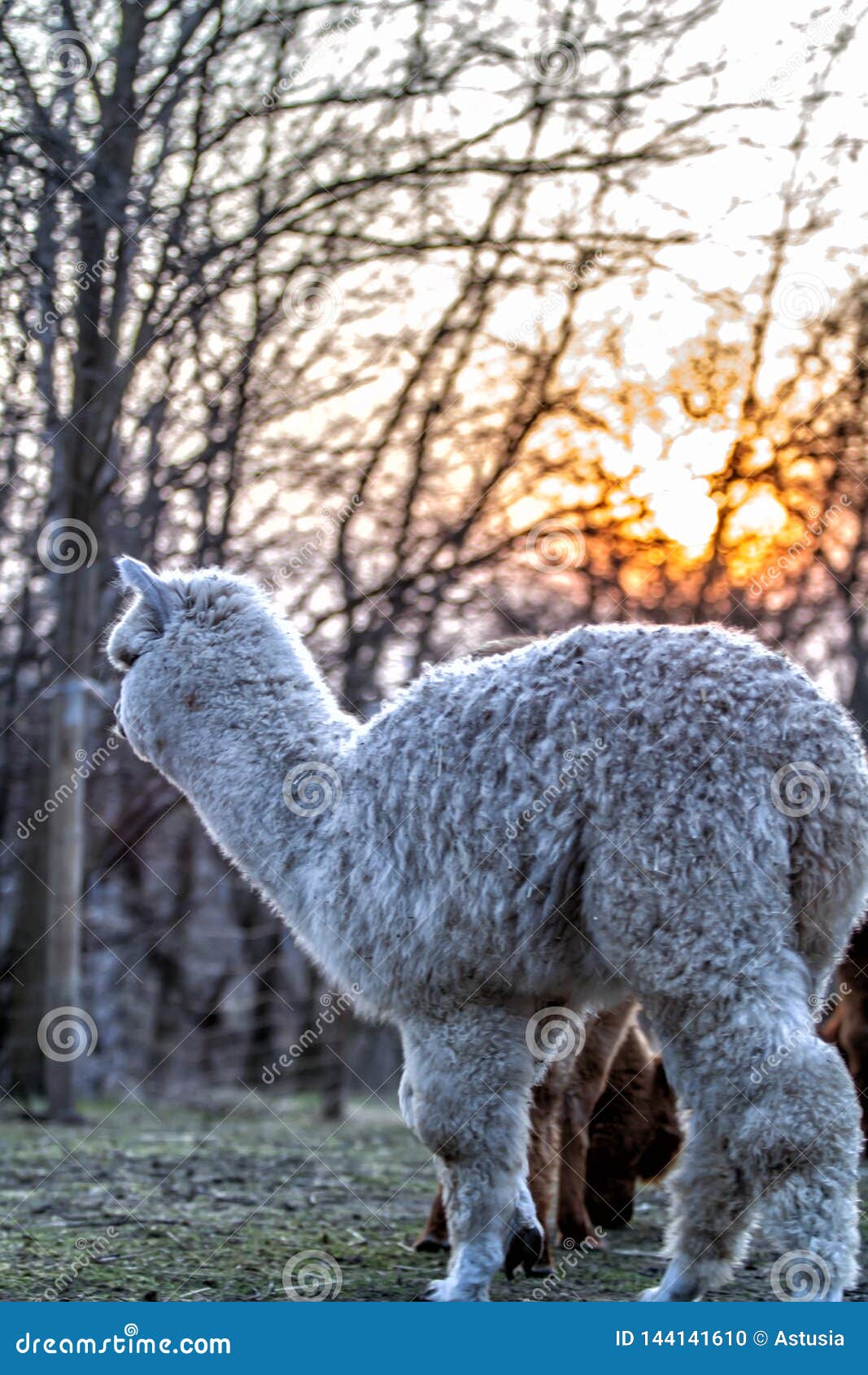 Alpaca walk in nature. stock photo. Image of outdoor - 144141610