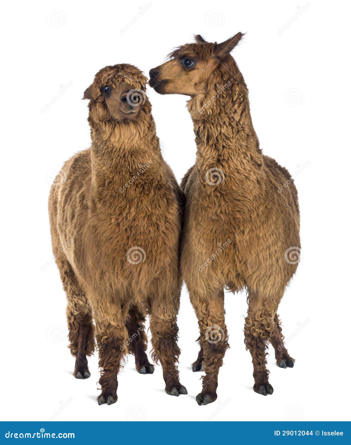 Alpaca Whispering At Another Alpaca S Ear Stock Photo - Image of ...