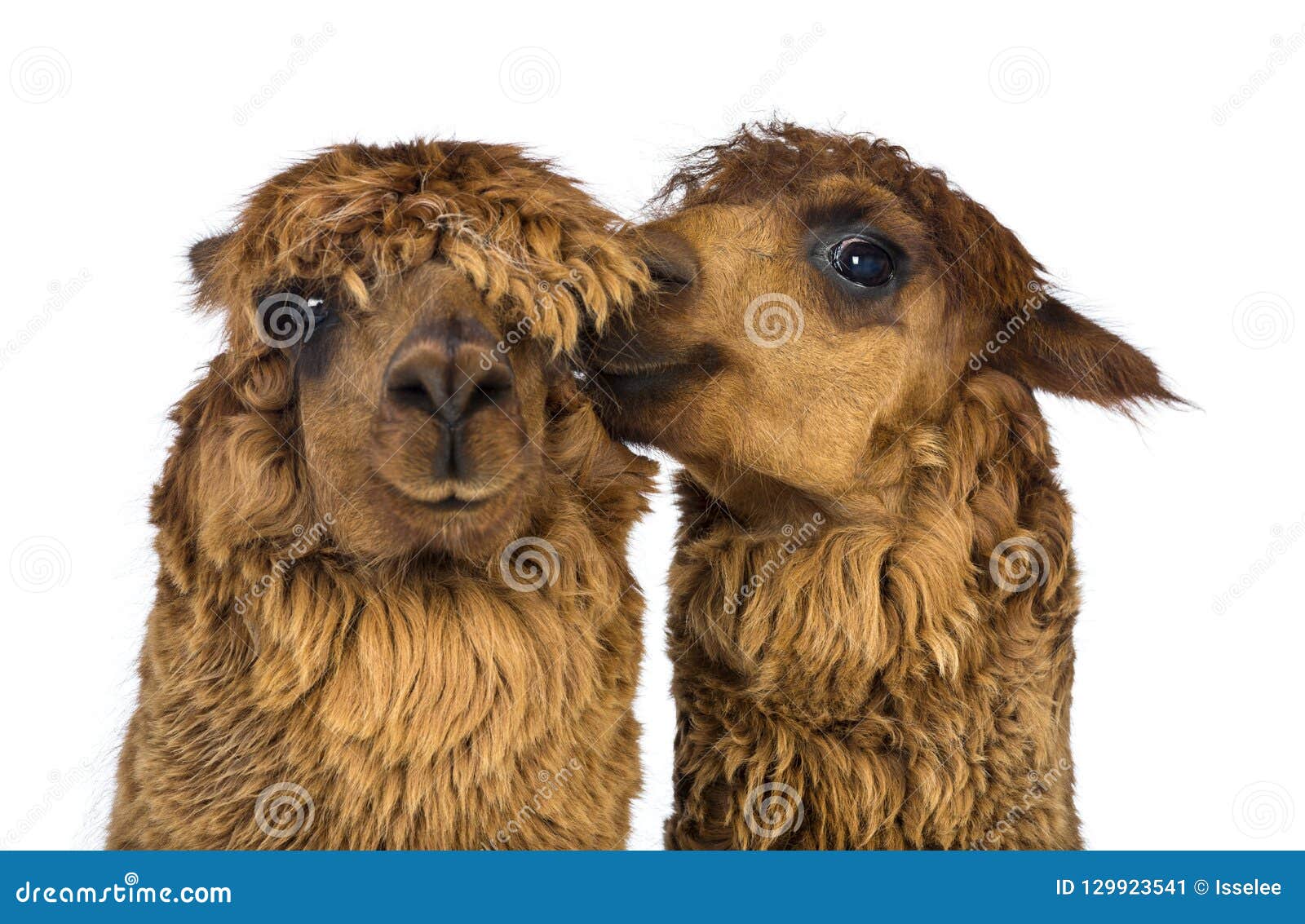 Alpaca Whispering at Another Alpaca`s Ear Against White Background ...