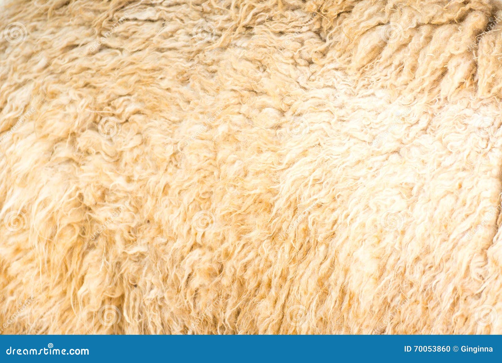 Alpaca wool background stock photo. Image of abstract - 70053860