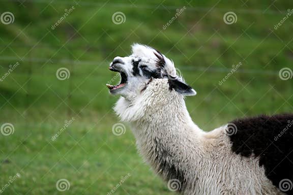 Alpaca, Yawning stock photo. Image of curly, cuddly, teeth - 1482566