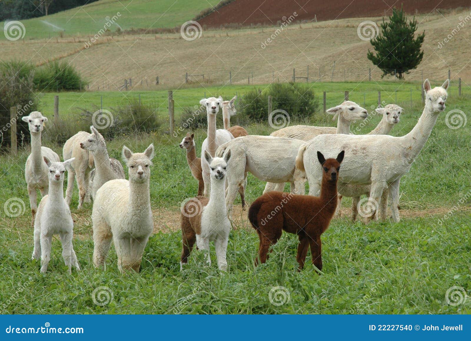 Alpacas. stock photo. Image of wool, female, white, standing - 22227540