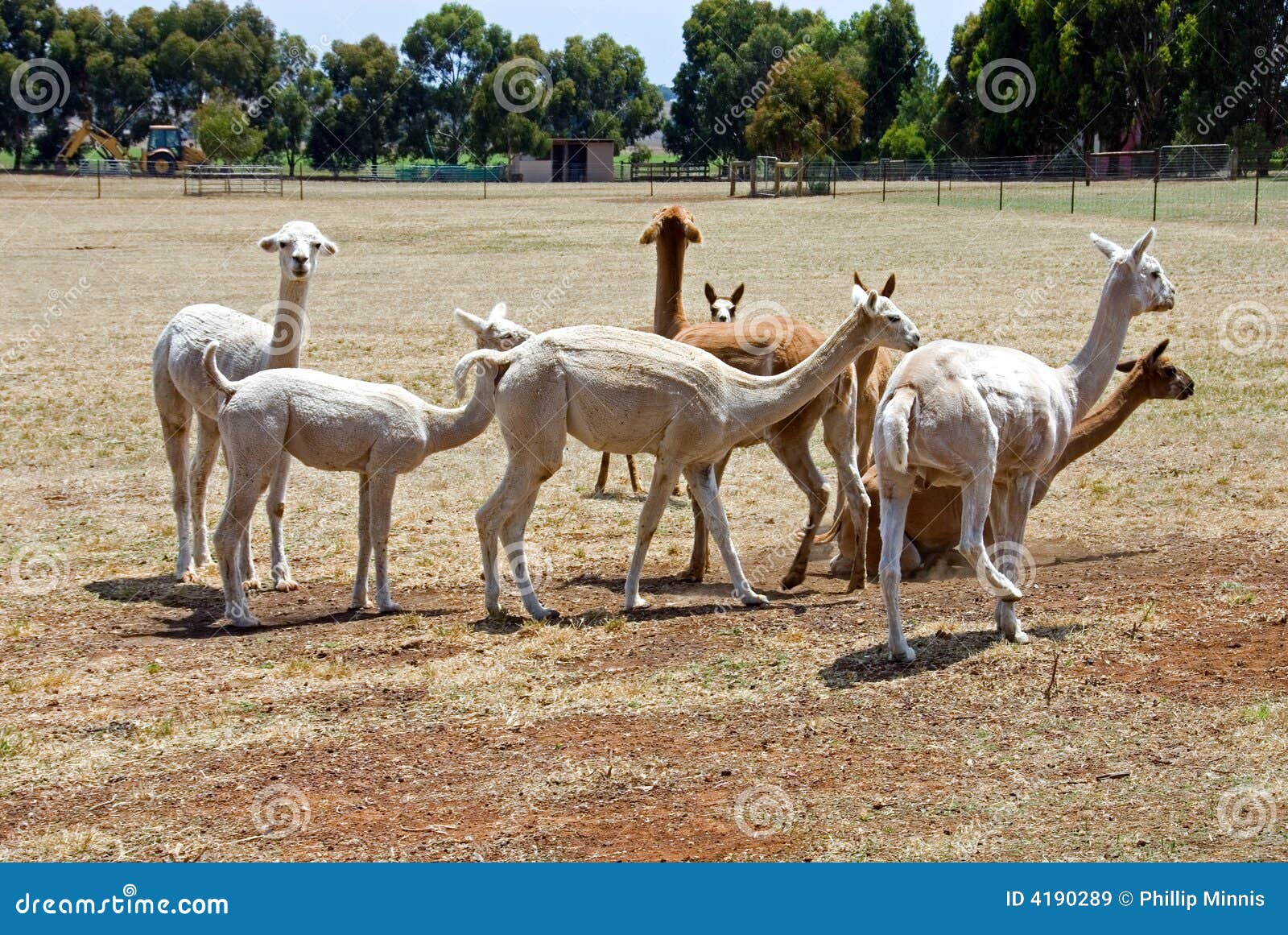 Alpacas stock image. Image of ears, long, domesticated - 4190289