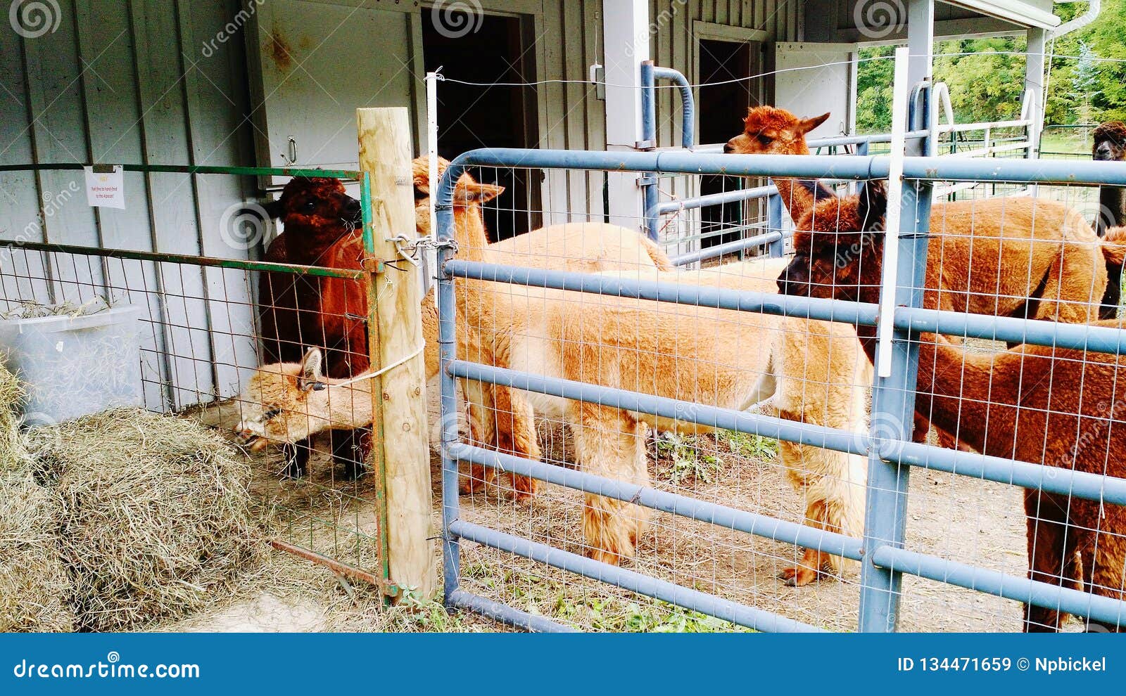 Alpacas En La Hora De La Comida Imagen de archivo - Imagen de colores ...