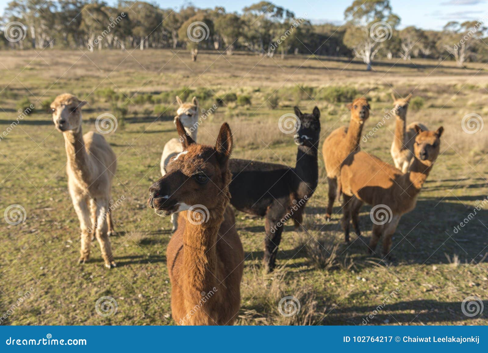 Alpacas farm in Australia stock image. Image of funny - 102764217