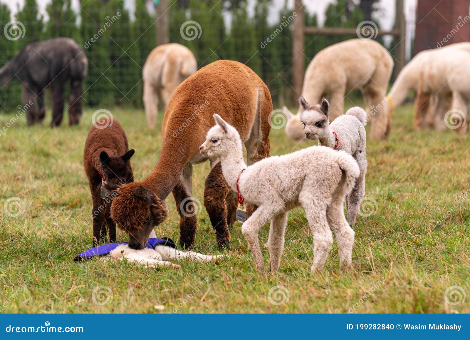 Alpacas on a Farm in Oregon Stock Photo - Image of portland, trees ...
