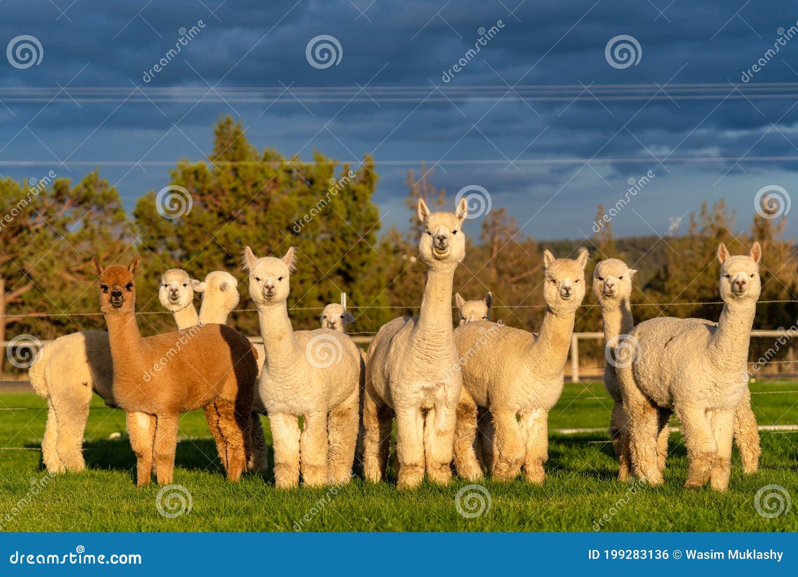 Alpacas on a Farm in Oregon Stock Photo - Image of dutchman, ranch ...