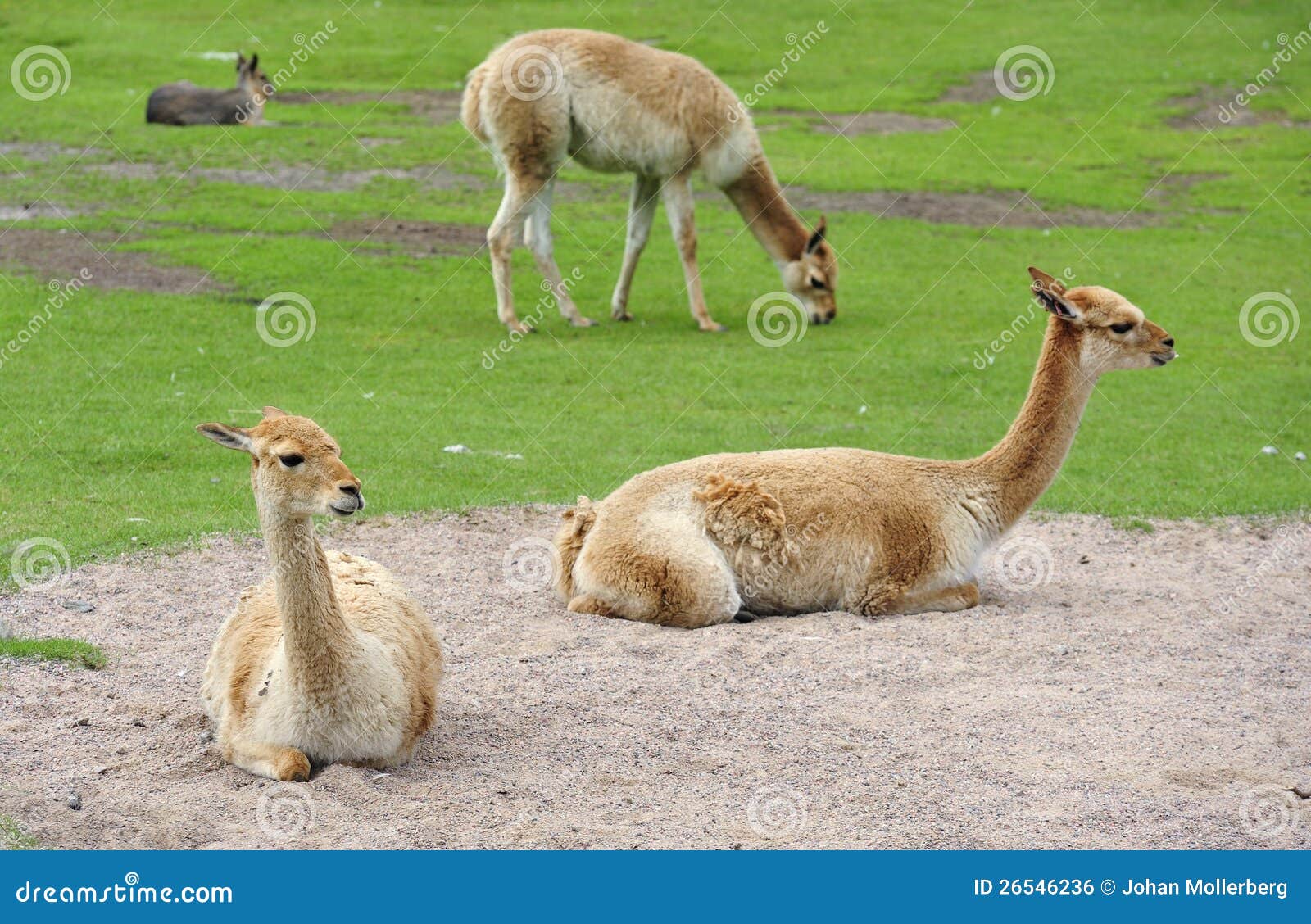 Alpacas in a field stock photo. Image of pets, rural - 26546236