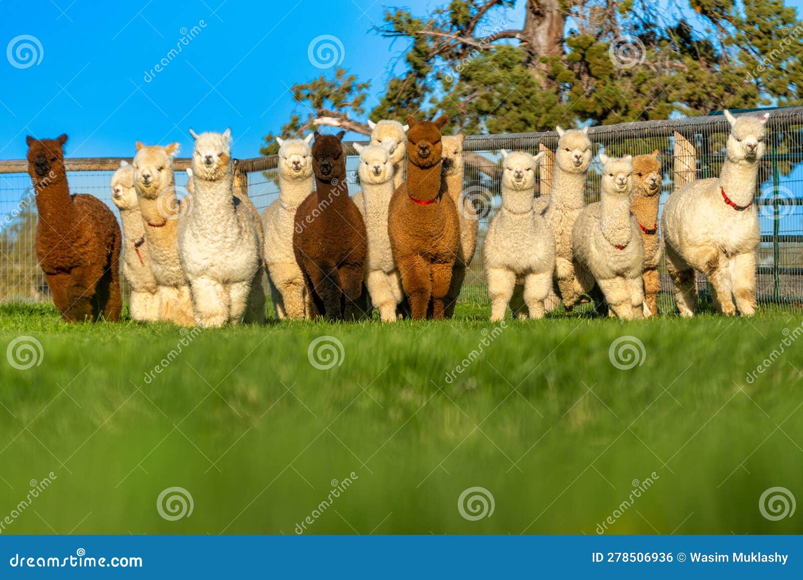Alpacas in a Field in Central Oregon Stock Photo - Image of herdsire ...