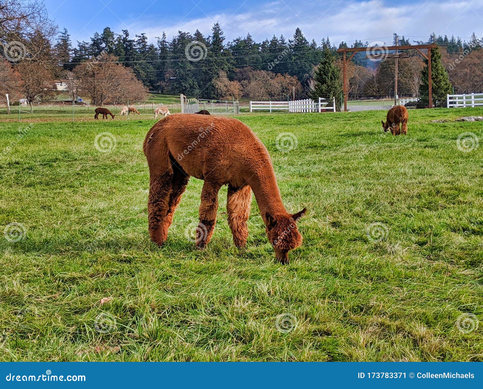 Alpacas Grazing in a Field in Northern Washington Editorial Photo ...