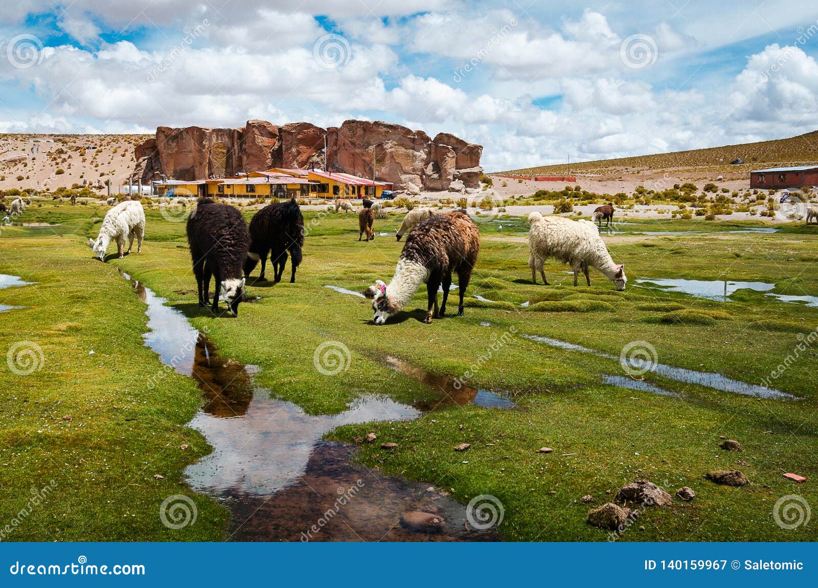 Alpacas Grazing in the Grass Stock Image - Image of flock, grass: 140159967