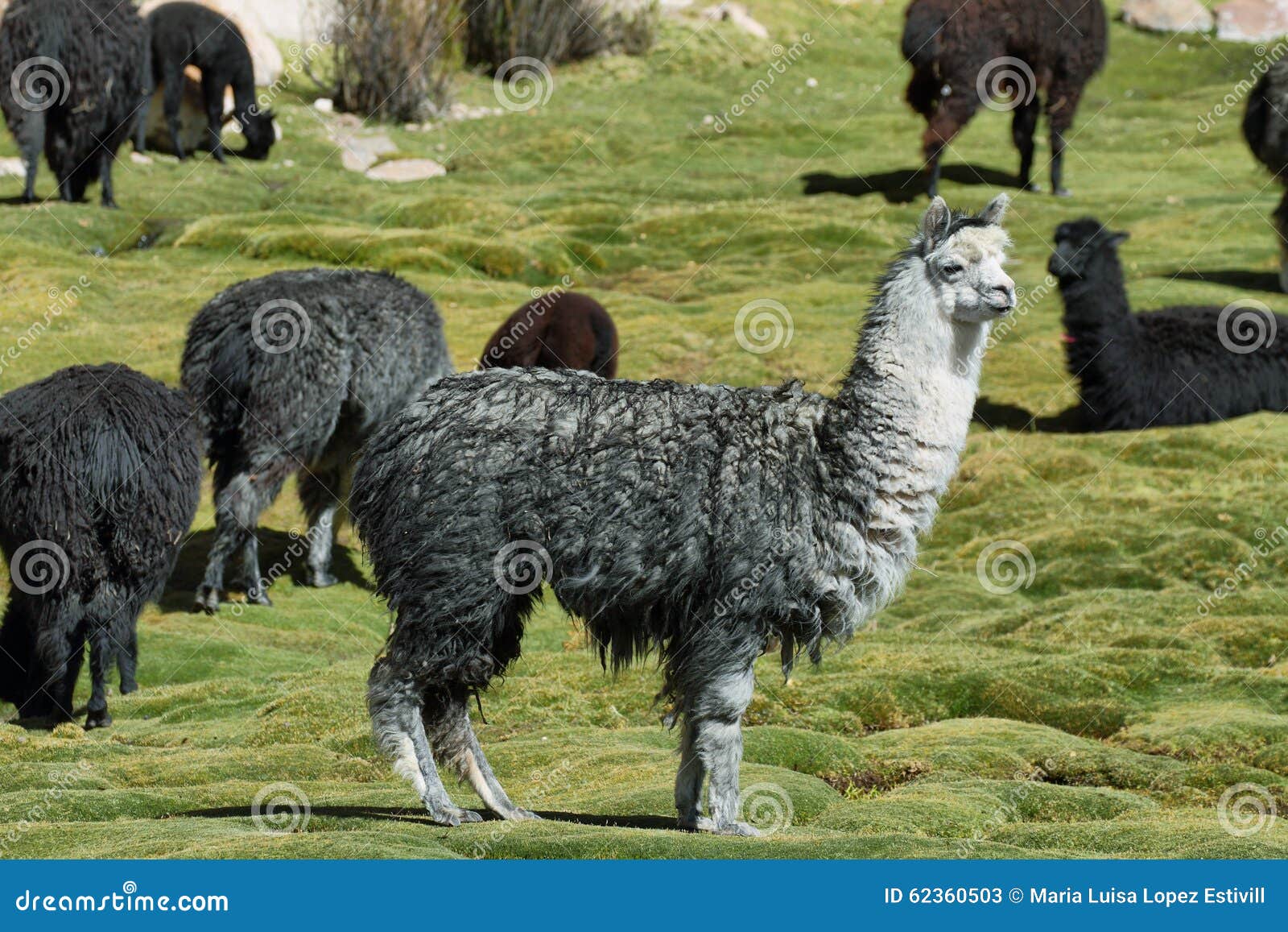 Alpacas Grazing in Volcano Isluga National Park Stock Image - Image of ...