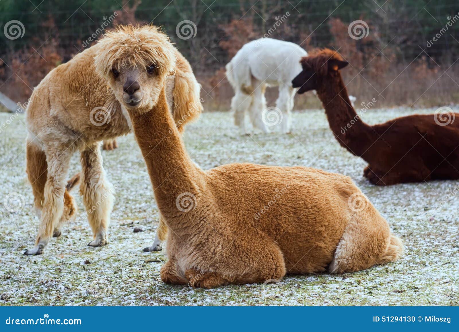 Alpacas herd stock photo. Image of cria, group, natural - 51294130