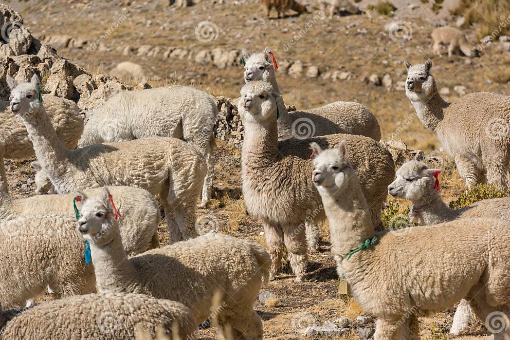 Alpacas in the Highlands of America Stock Image - Image of llama ...