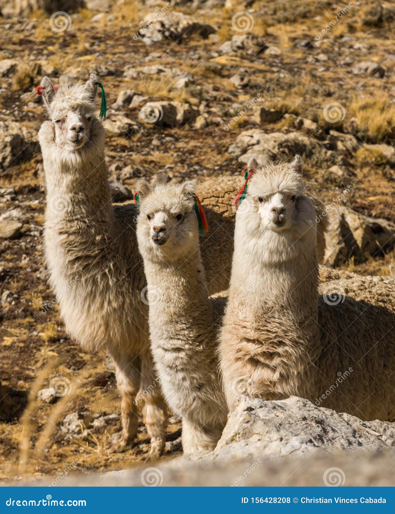 Alpacas in the Highlands of America Stock Photo - Image of cattle ...