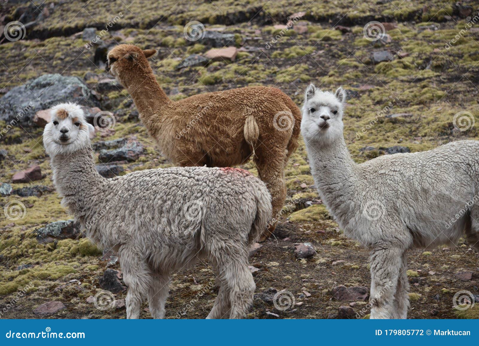 Alpacas in the Andes Mountains. Cusco, Peru Stock Photo - Image of ...