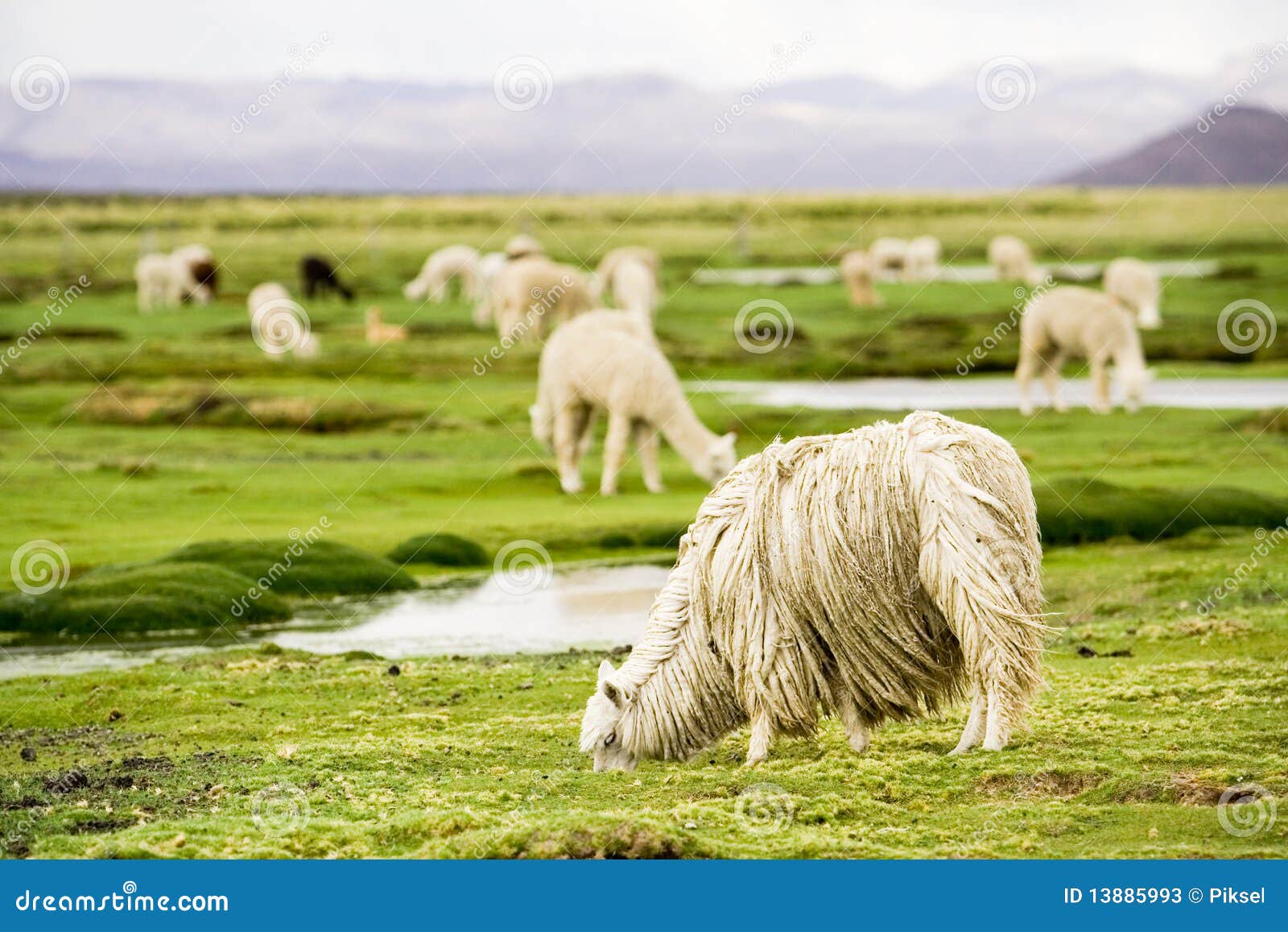 Alpacas, Peru stock image. Image of latin, wool, altiplano - 13885993