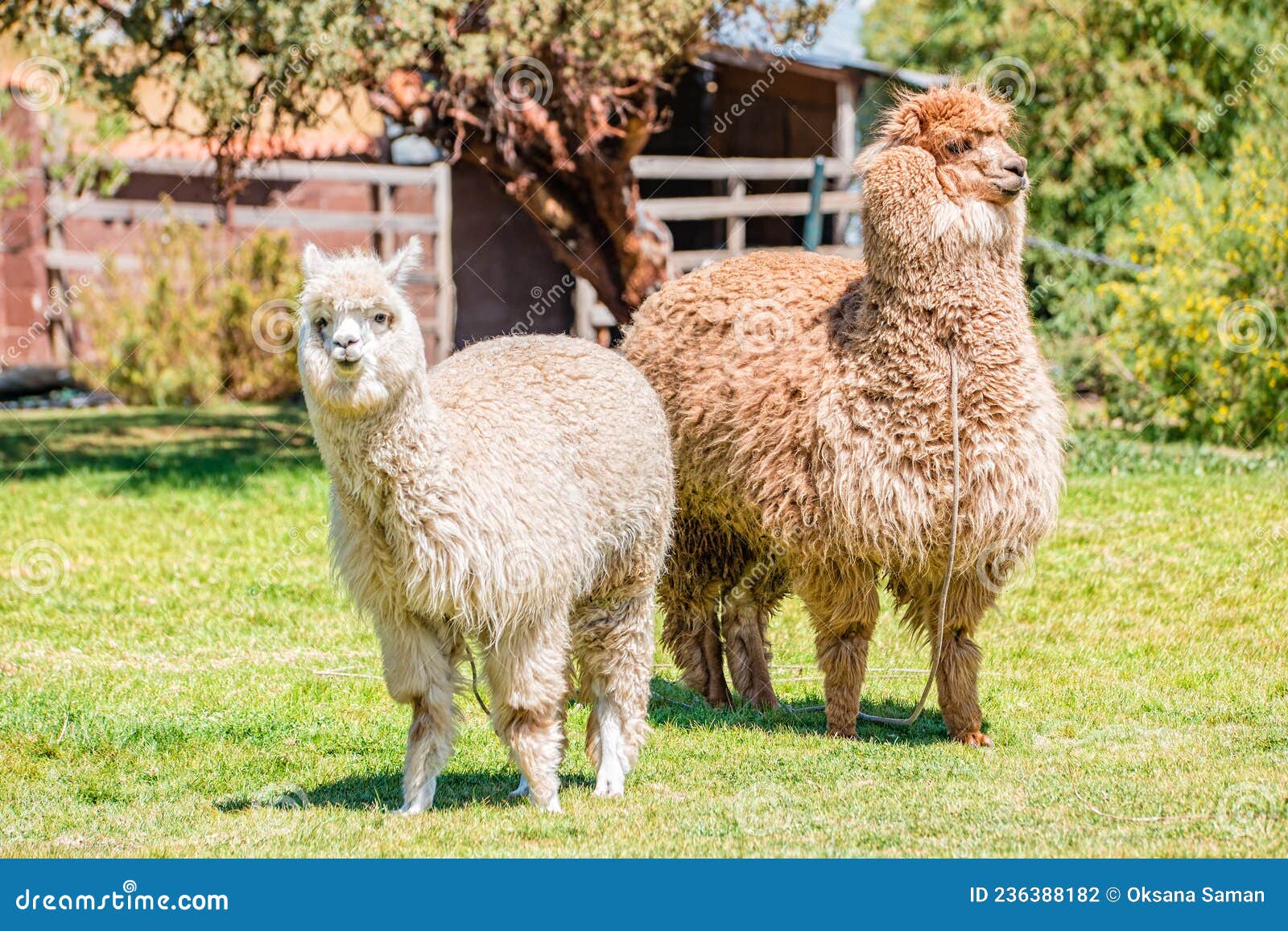Alpacas Peruana En Las Costas Del Lago Titicaca Foto de archivo ...