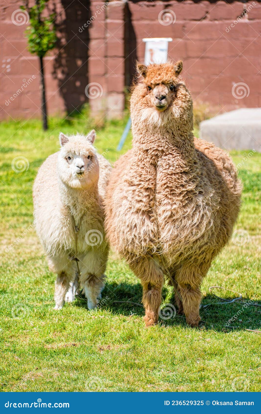 Alpacas Peruana En Las Costas Del Lago Titicaca Imagen de archivo ...
