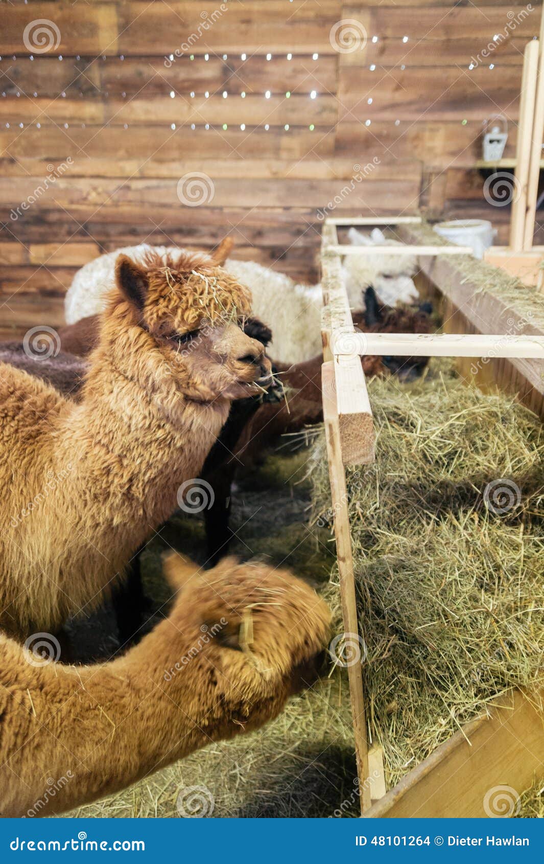 Alpacas in a stable stock photo. Image of livestock, ranch - 48101264