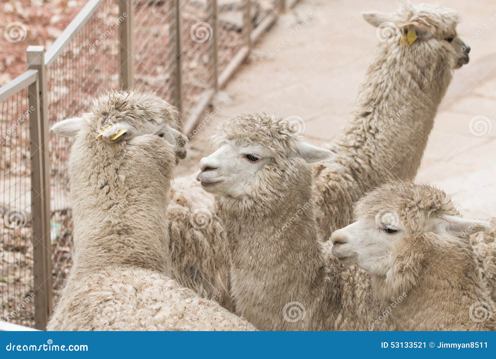 Alpacas stock image. Image of hair, wool, alpacas, portrait - 53133521
