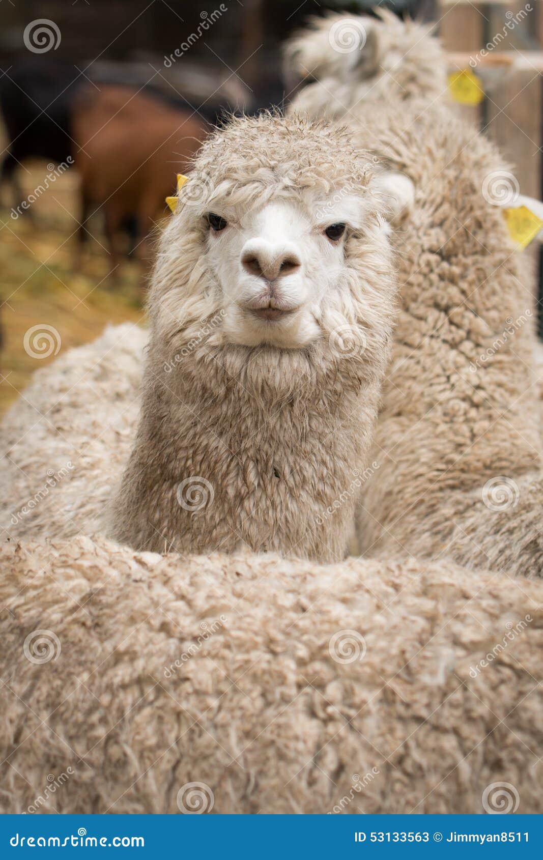 Alpacas stock image. Image of farm, white, animal, looks - 53133563