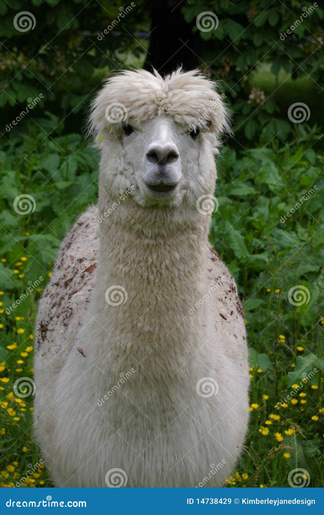 Alpacka stock image. Image of fluffy, sheep, vegetation - 14738429