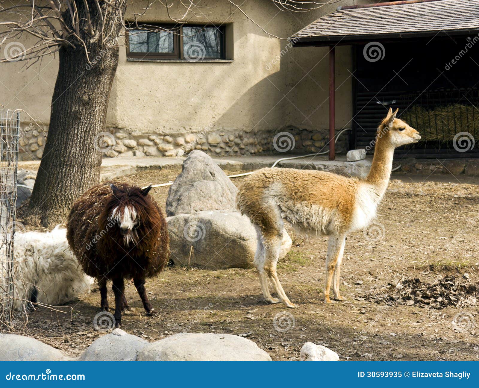 Alpaco and guanaco stock image. Image of beast, alpaka - 30593935