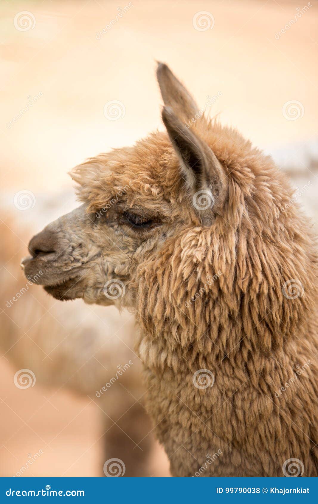 Alpaga fotografia stock. Immagine di fotografia, divertente - 99790038
