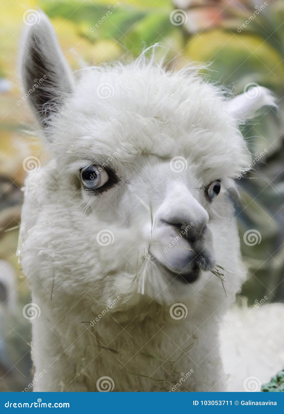 Alpagowy Lama obraz stock. Obraz złożonej z oczy, mały - 103053711