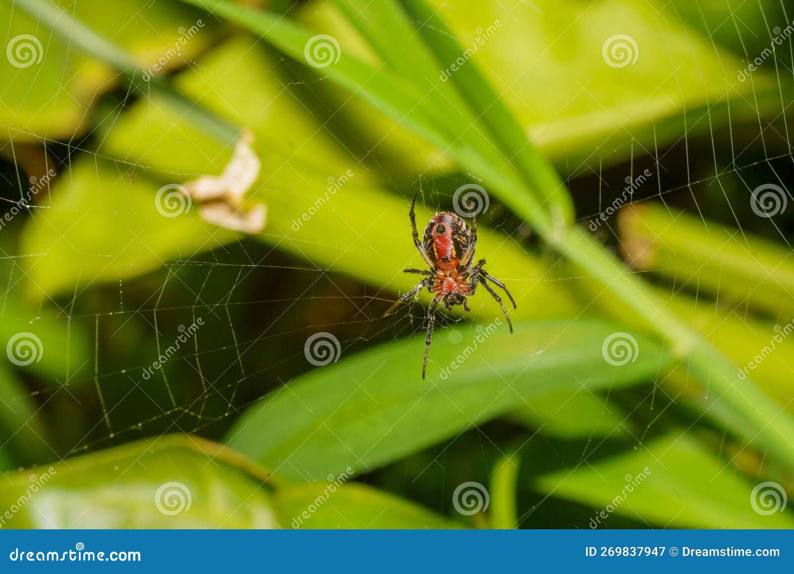 Alpaida Versicolor Spider Sits in the Middle of Its Web Stock Image ...