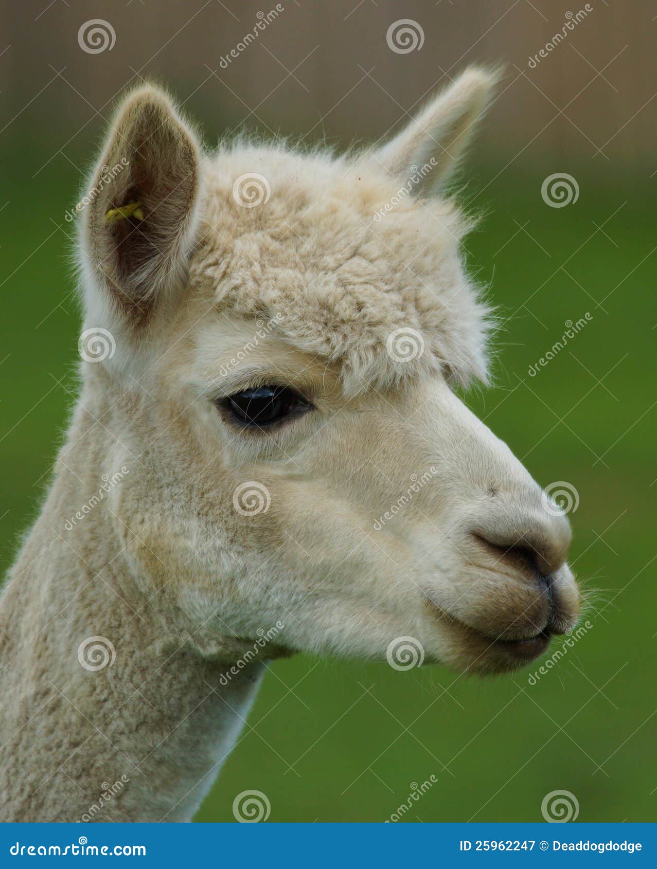 Alpaka-/Lama-Profil stockbild. Bild von amerikanisch - 25962247