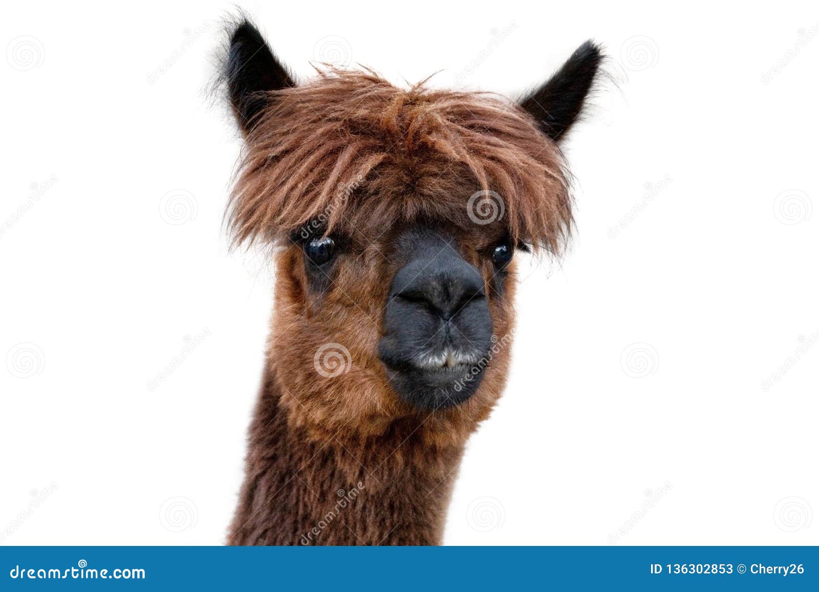 Alpaka white background stock image. Image of baby, face - 136302853