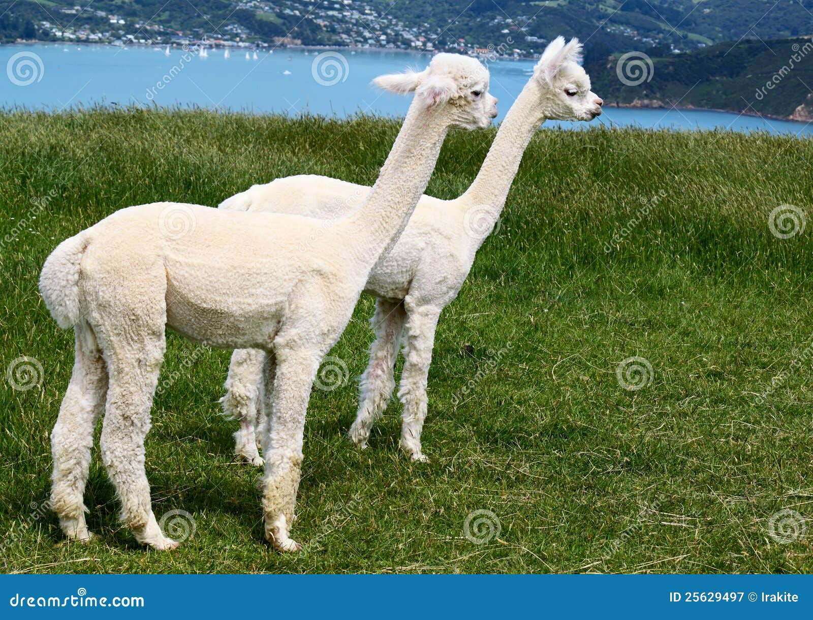 Alpakas stock image. Image of area, farm, llama, water - 25629497