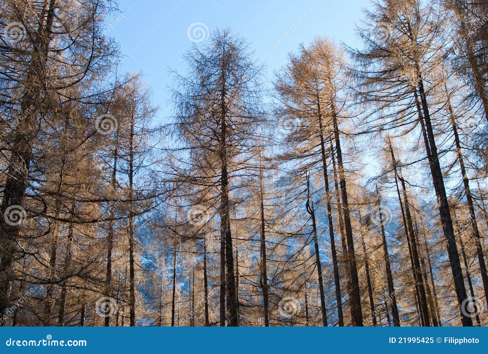 Alpe wood stock image. Image of holiday, tree, vrsic - 21995425