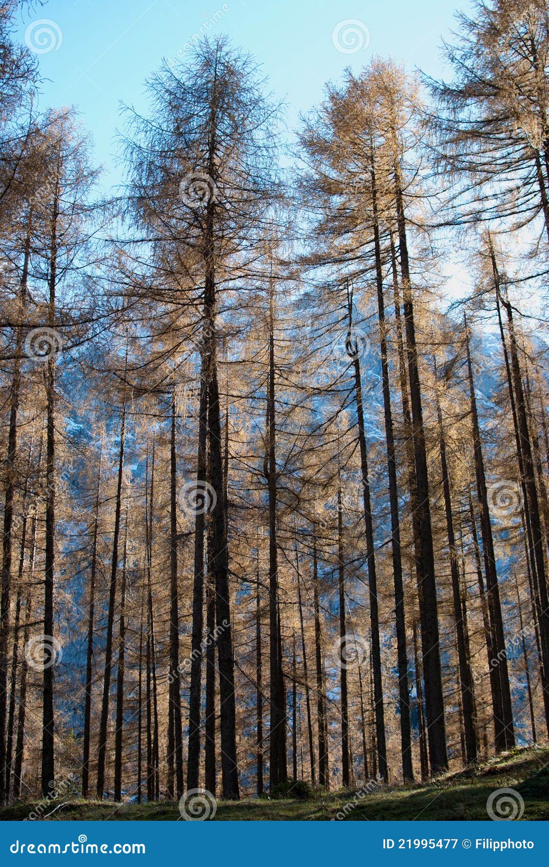 Alpe wood stock image. Image of trail, nature, hiking - 21995477