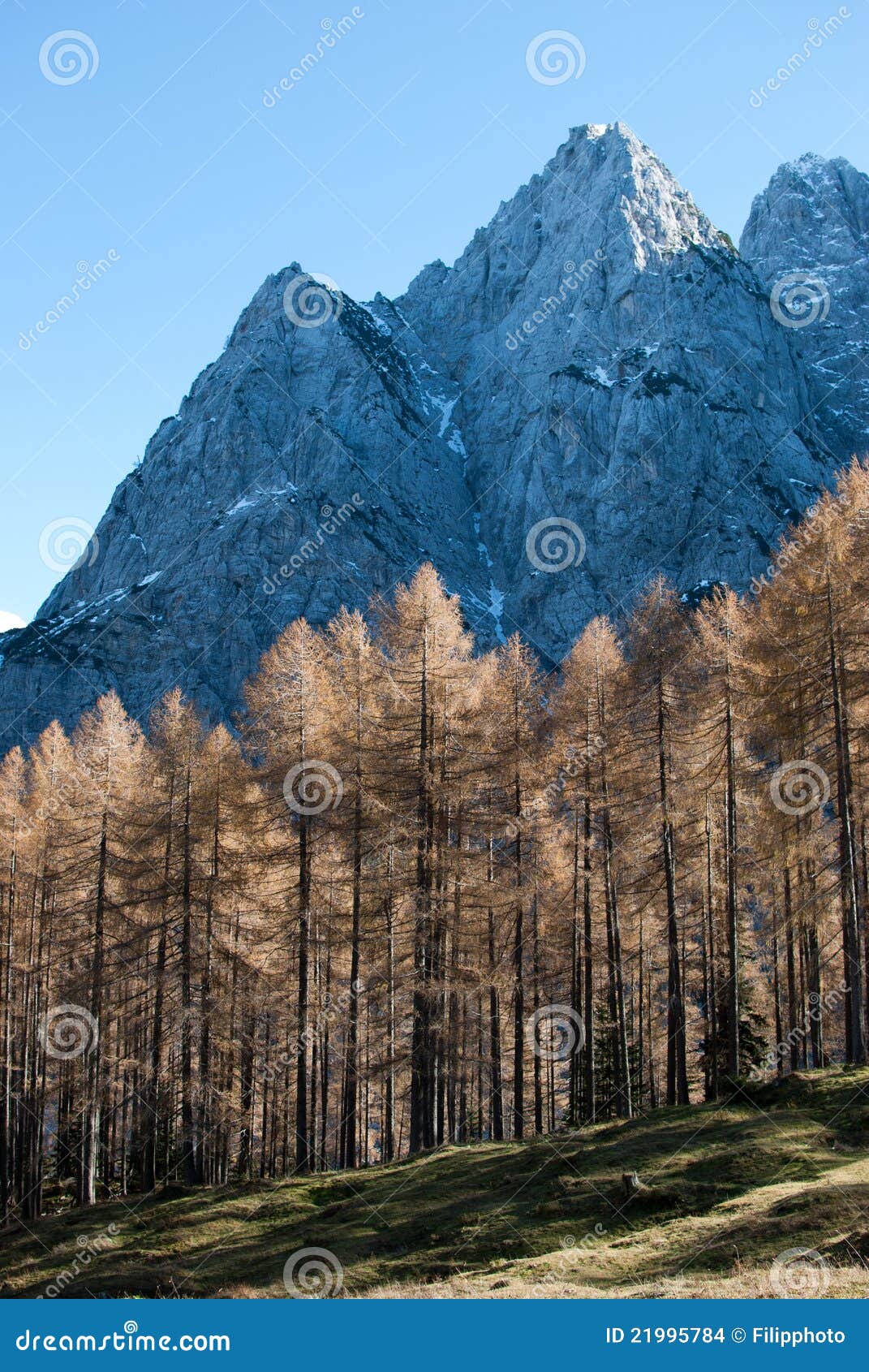 Alpe wood stock photo. Image of hiking, field, kranjska - 21995784
