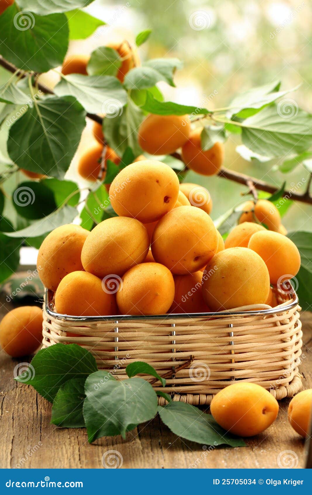 Alperce Suculento Maduro Da Fruta Com Folhas Foto de Stock - Imagem de ...