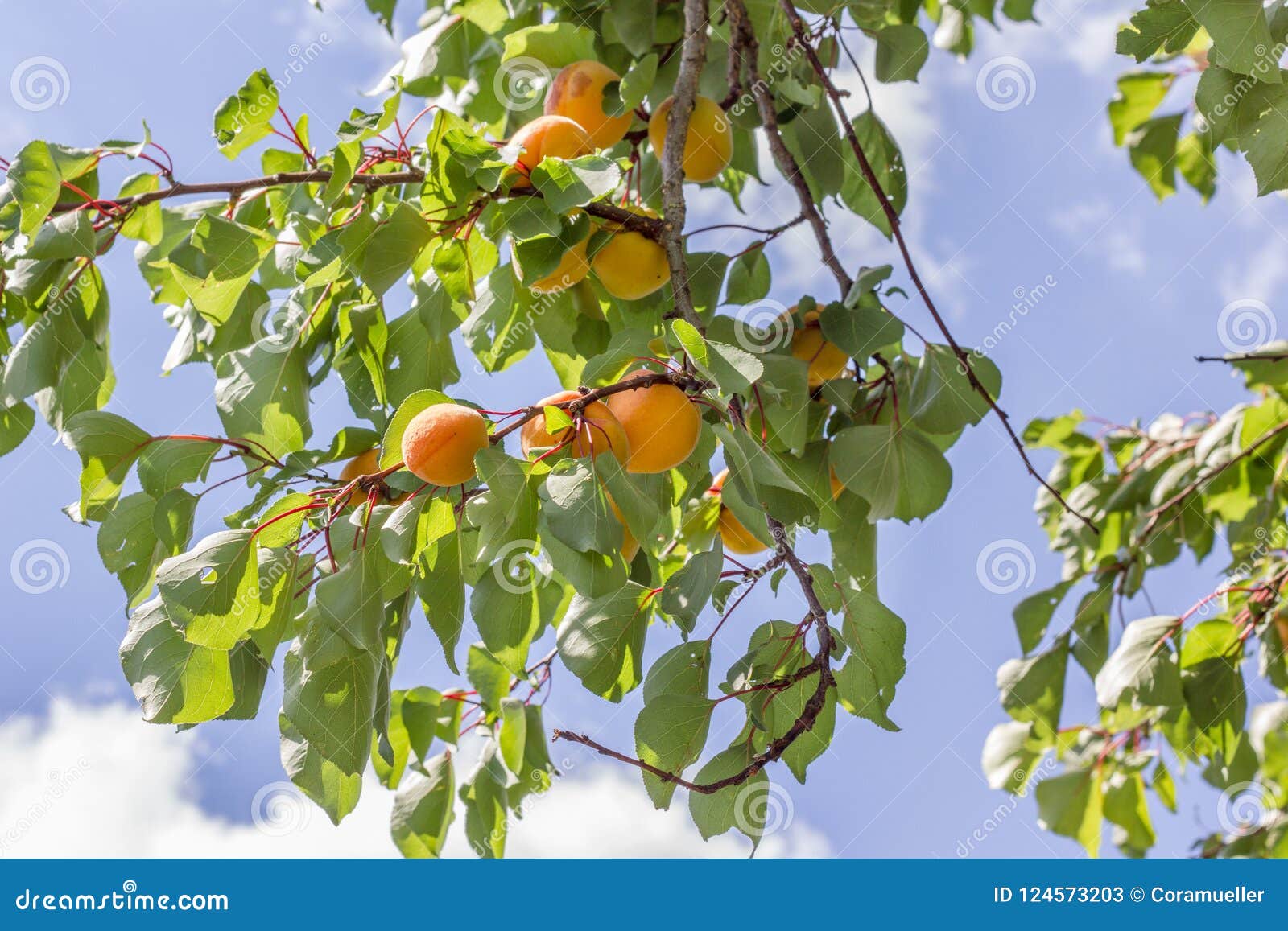 Alperces maduros imagem de stock. Imagem de planta, fresco - 124573203