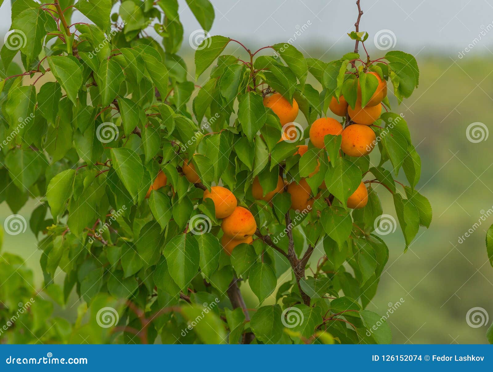 Alperces Maduros Um Grande Tipo De Fruto Foto de Stock - Imagem de ...