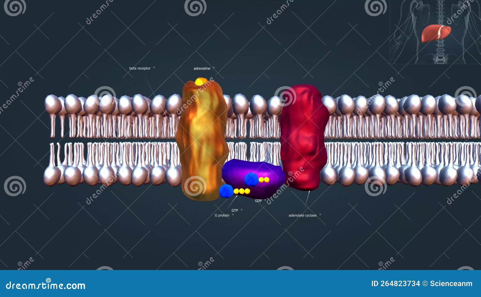 Alpha Agonists Constrict Both Arteries and Veins. Stock Footage - Video ...