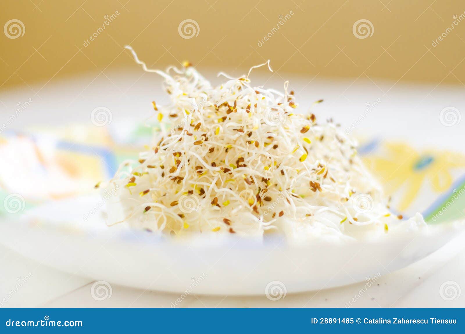 Alpha alpha sprouts stock image. Image of white, food - 28891485