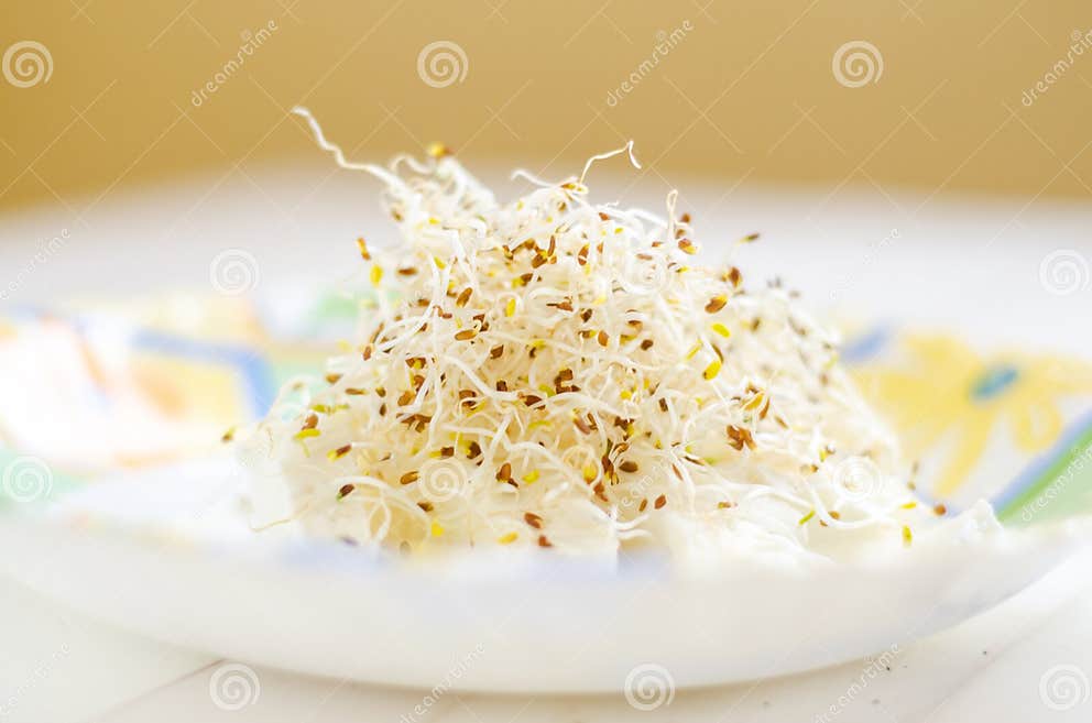 Alpha alpha sprouts stock image. Image of white, food - 28891485