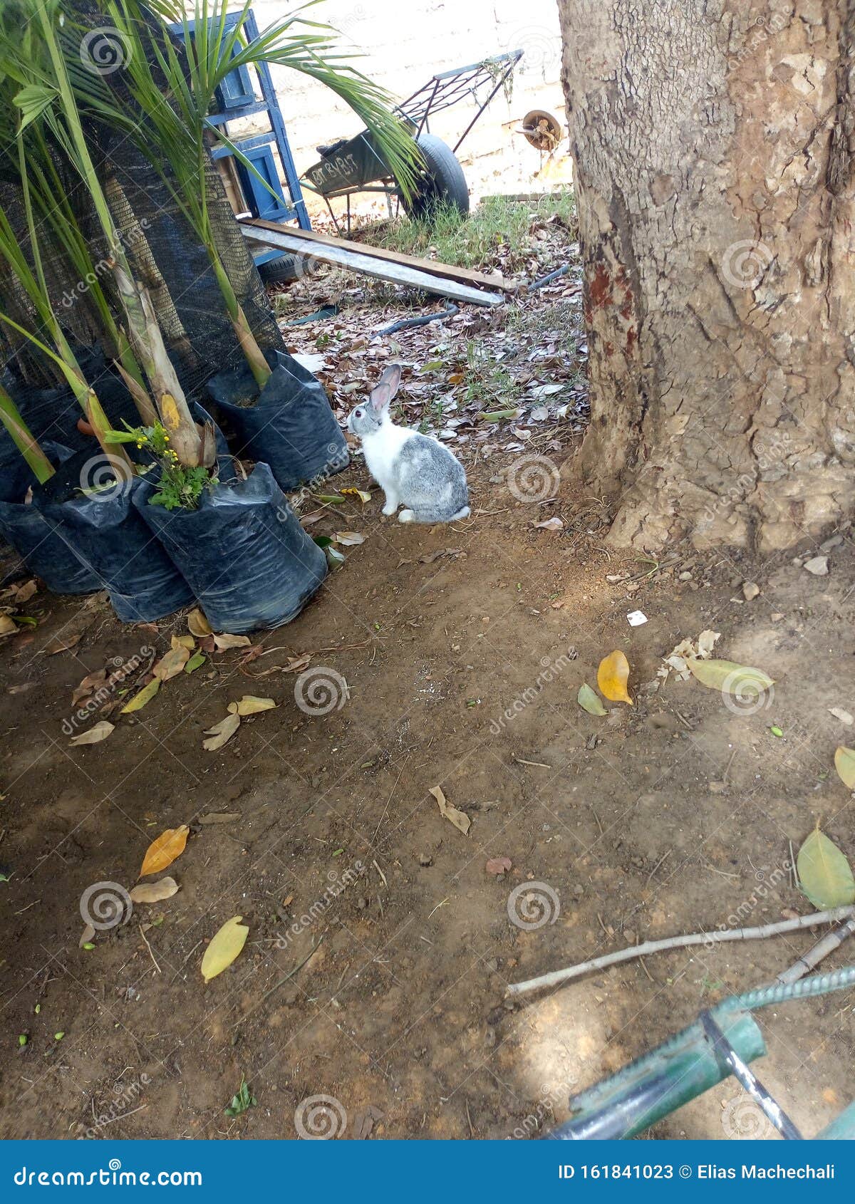 Alpha Bunny Relaxing in the Garden Lusaka Stock Image - Image of alpha ...