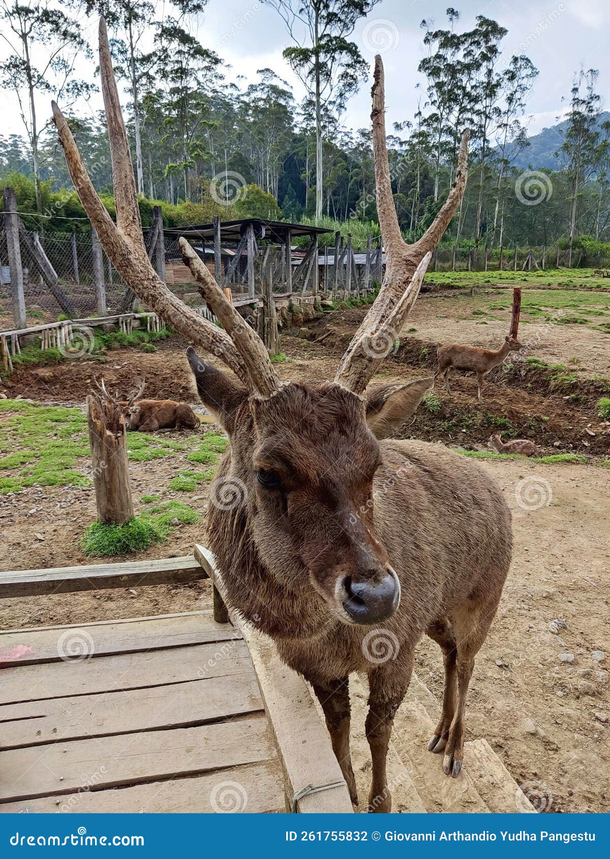 Alpha Deer Stag stock photo. Image of stag, masculine - 261755832