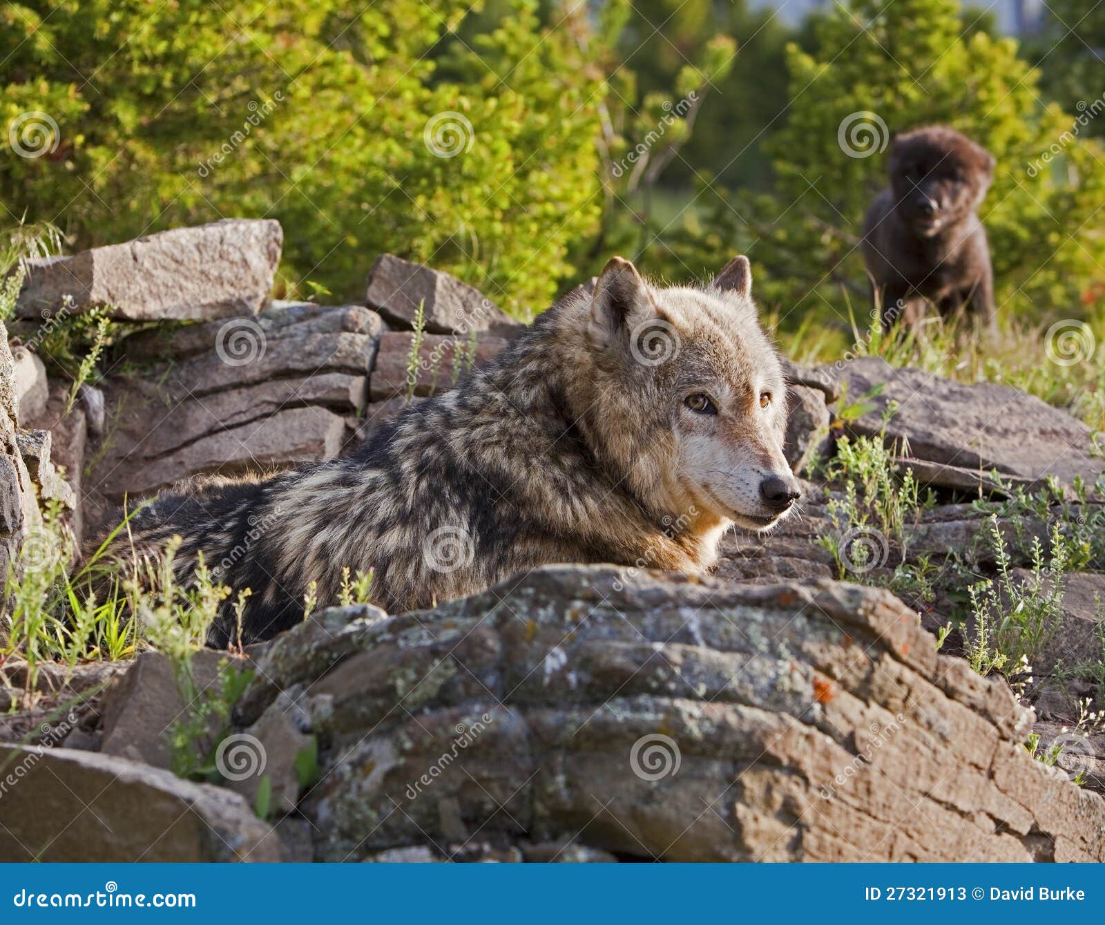 Alpha Female Wolf and Puppy Stock Image - Image of babies, baby: 27321913