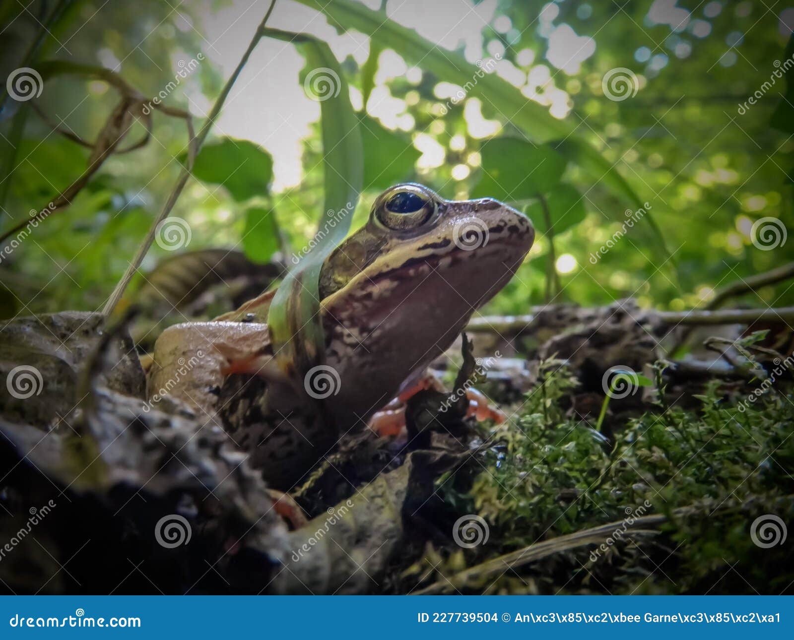 Alpha Frog Stock Photos - Free & Royalty-Free Stock Photos from Dreamstime