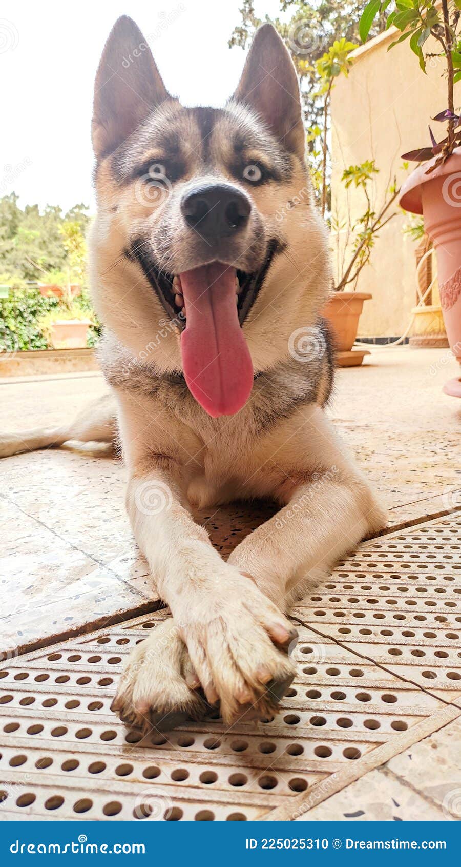 Alpha the husky ðŸ ºâœ¨ stock photo. Image of happiness - 225025310