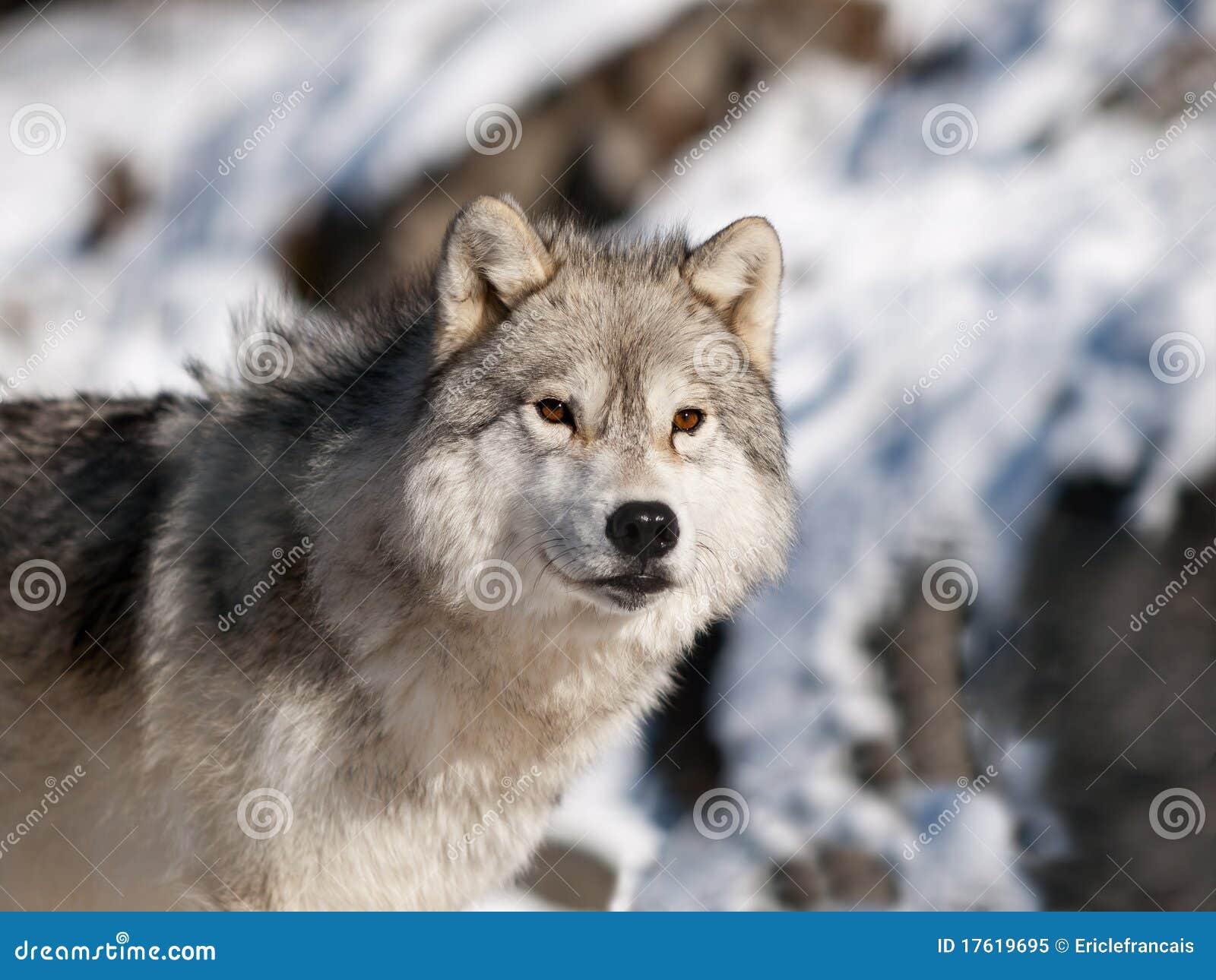 Alpha Male Arctic Wolf Stock Photography | CartoonDealer.com #22929836